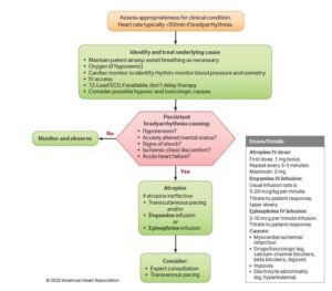 ACLS Bradycardia Algorithm | Causes and Treatments